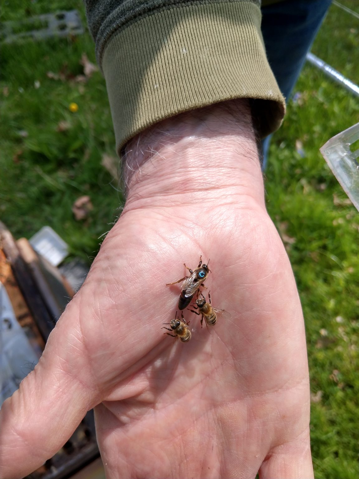 BessMAX - Honeybee Conservation, Rewilding and Education.