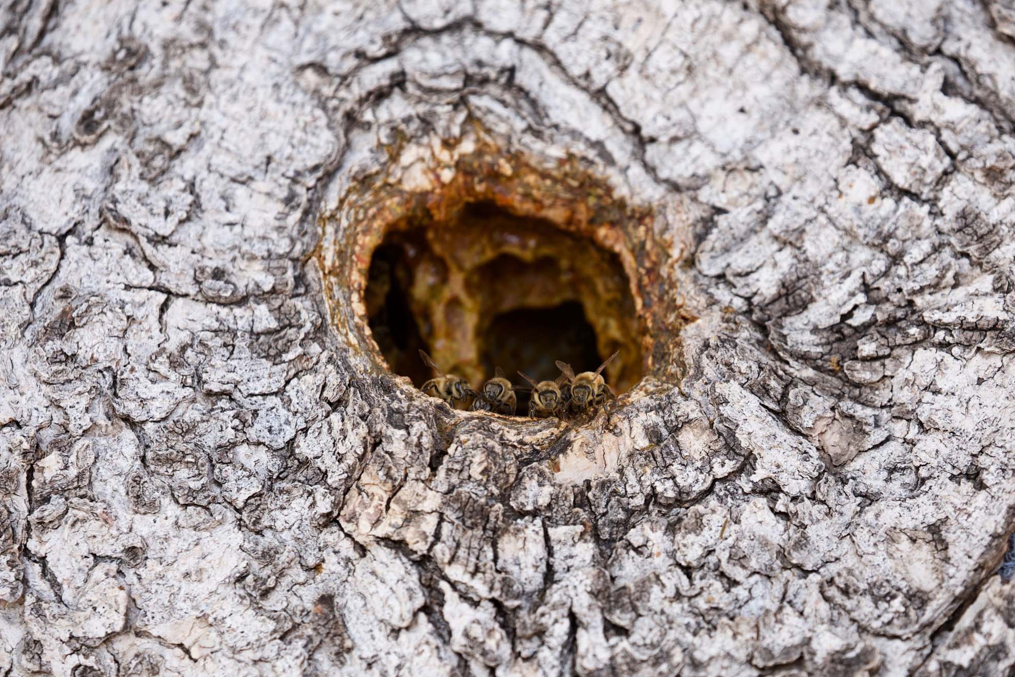 Project Gallery - BeesMAX.org | Honeybee Conservation | Rewilding ...