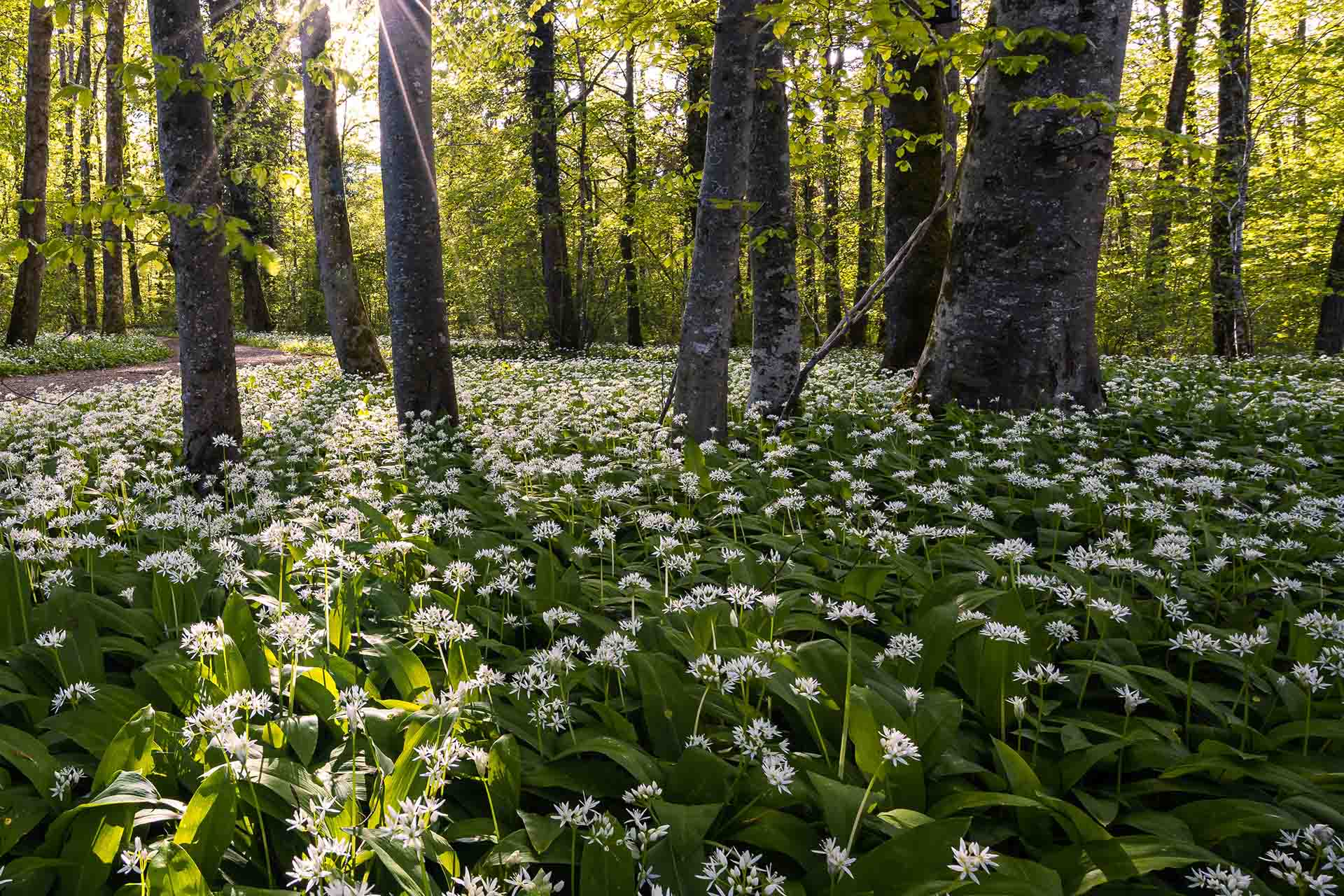 Home - BeesMAX.org | Honeybee Conservation | Rewilding | Research