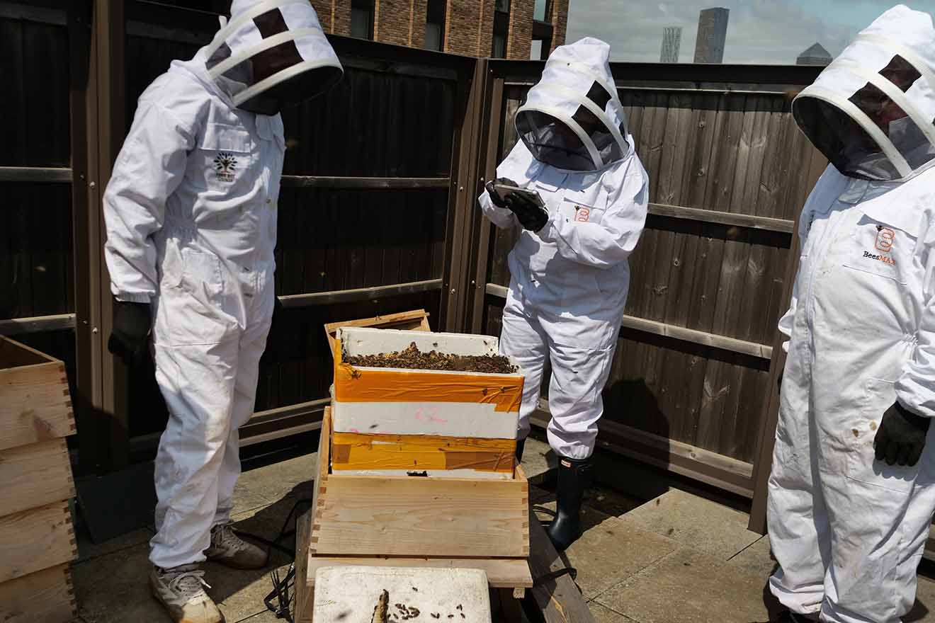 FirstPort Honeybee Hive with BeesMAX