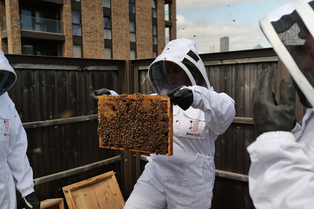 FirstPort Honeybee Hive with BeesMAX