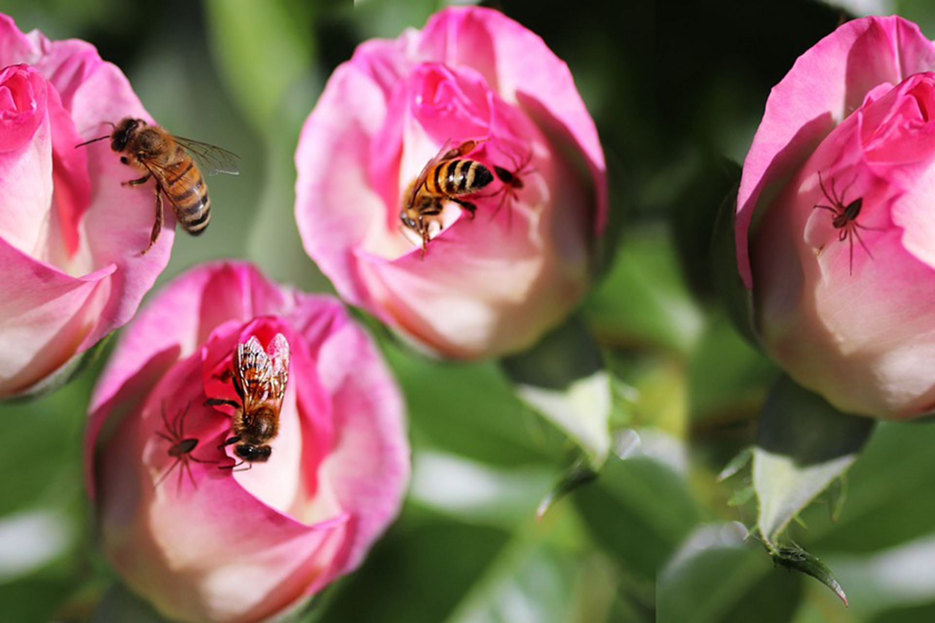 BessMAX - Honeybee Conservation, Rewilding and Education.